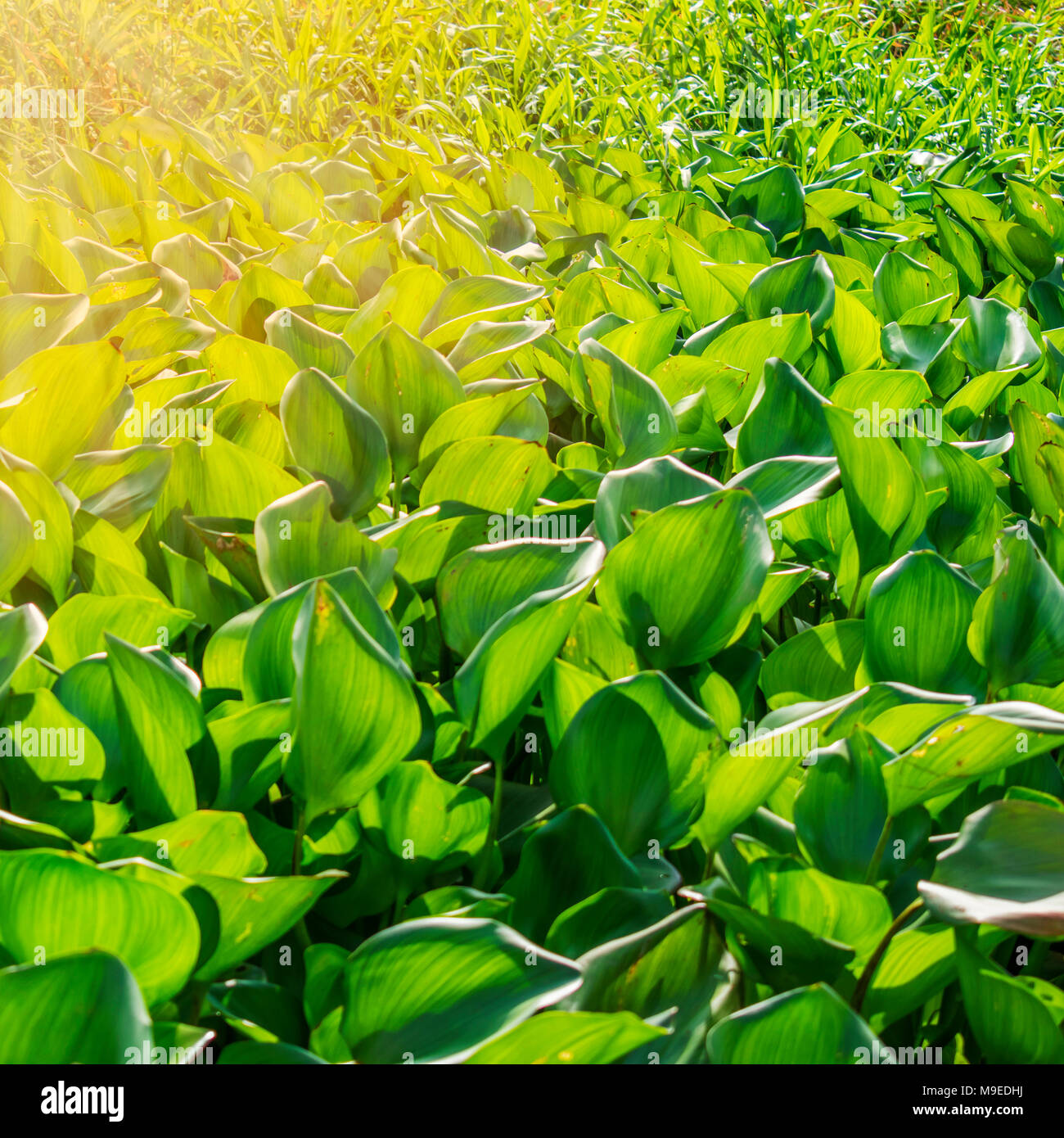 Hyacinth in canal hi-res stock photography and images - Alamy