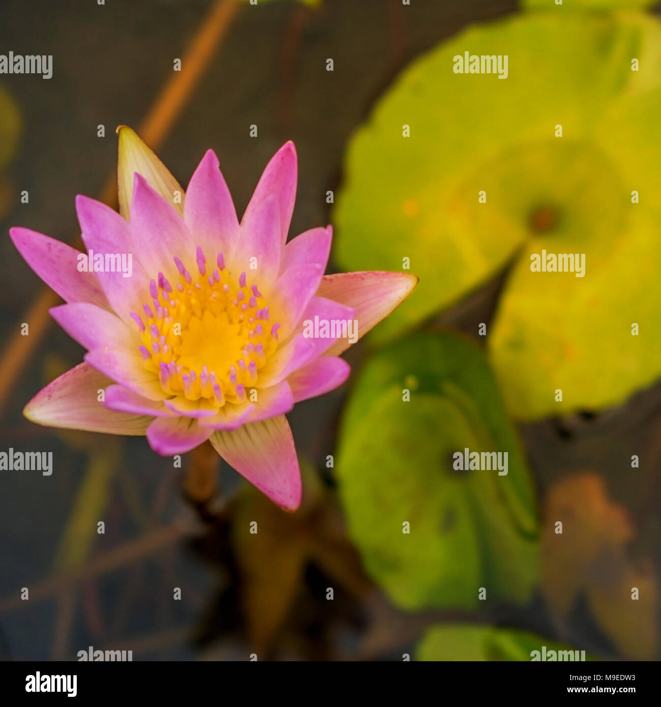 Summer lotus pool hi-res stock photography and images - Alamy