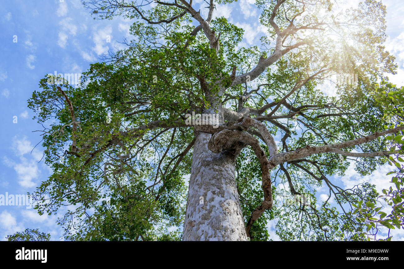 Sky and clouds with Big tree and Sun light Stock Photo - Alamy