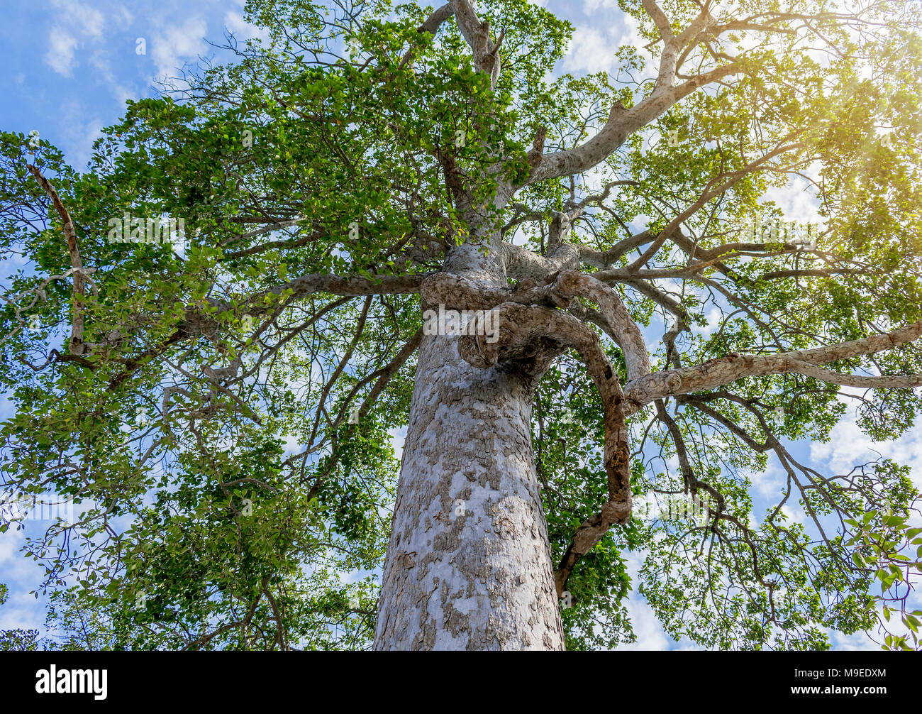 Sky and clouds with Big tree Stock Photo - Alamy
