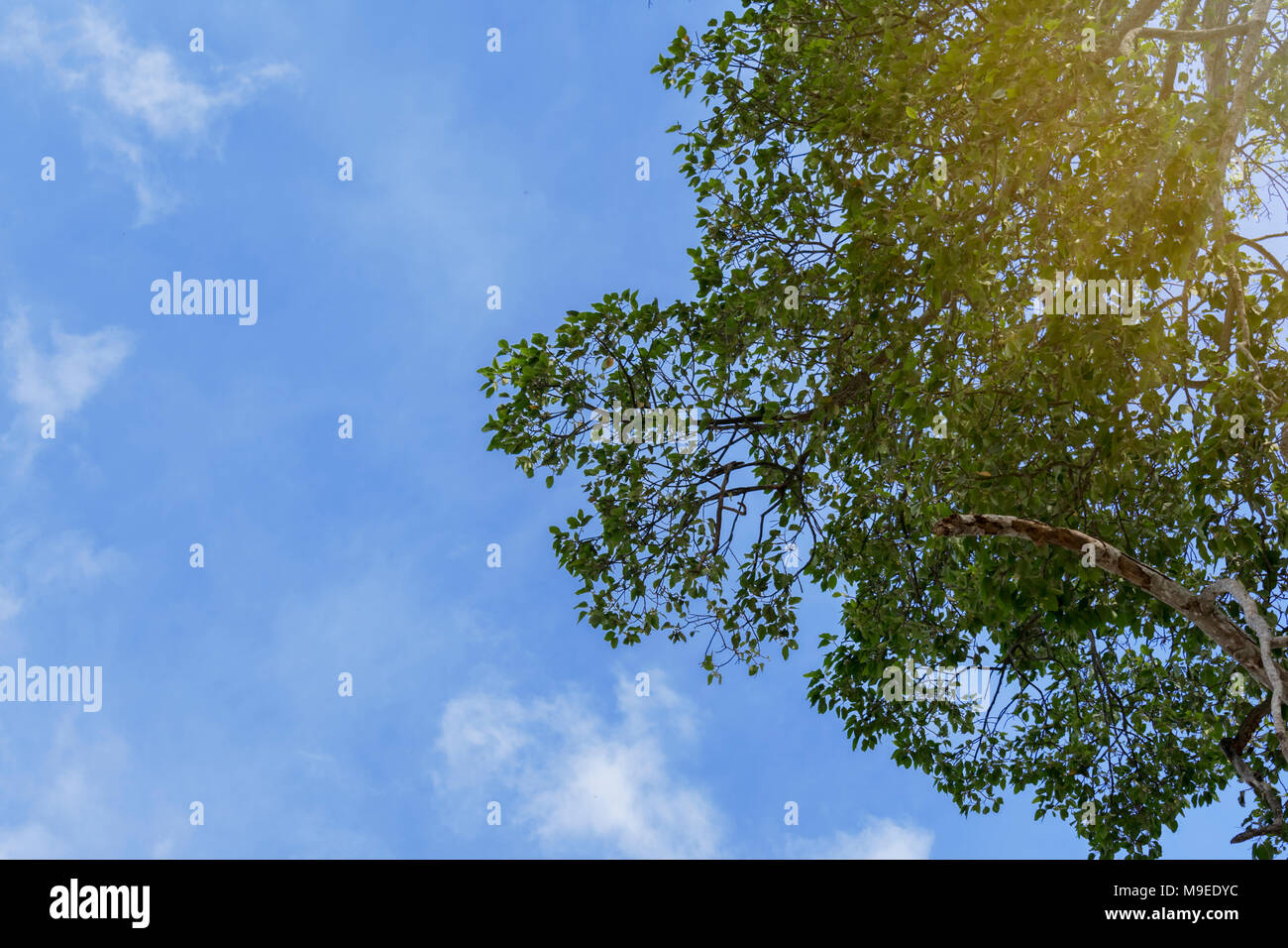 Sky and clouds with tree Stock Photo - Alamy