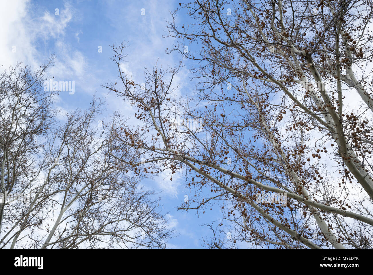 Leafless trees in Parque del Oeste with signs of fruiting bodies ...