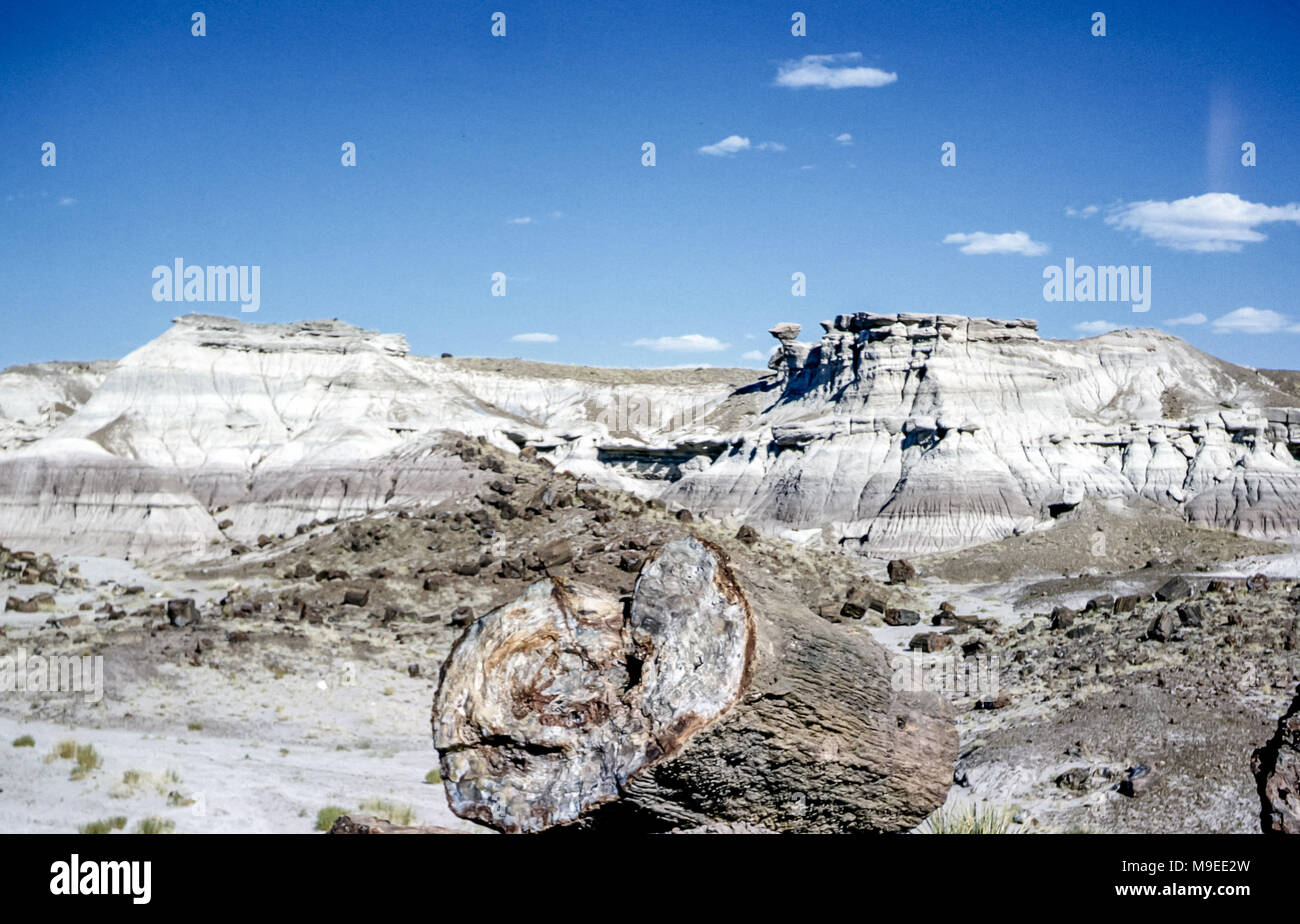 Fossilised tree trunk in Petrified Forest National Park, Arizona, USA ...