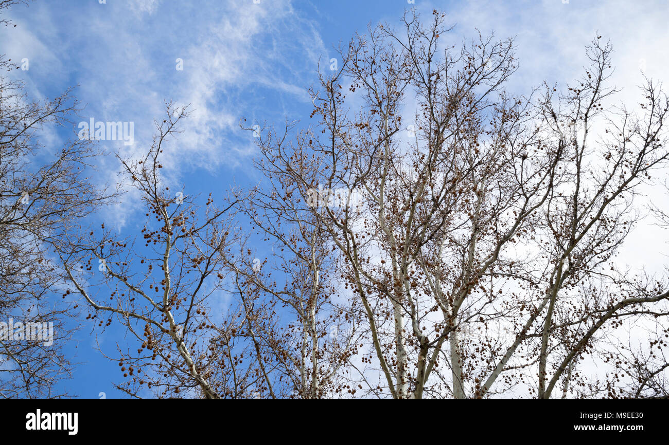 Leafless trees in Parque del Oeste with signs of fruiting bodies ...
