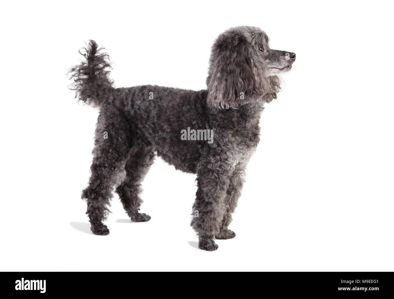 a gray poodle dog in studio against white background Stock Photo - Alamy