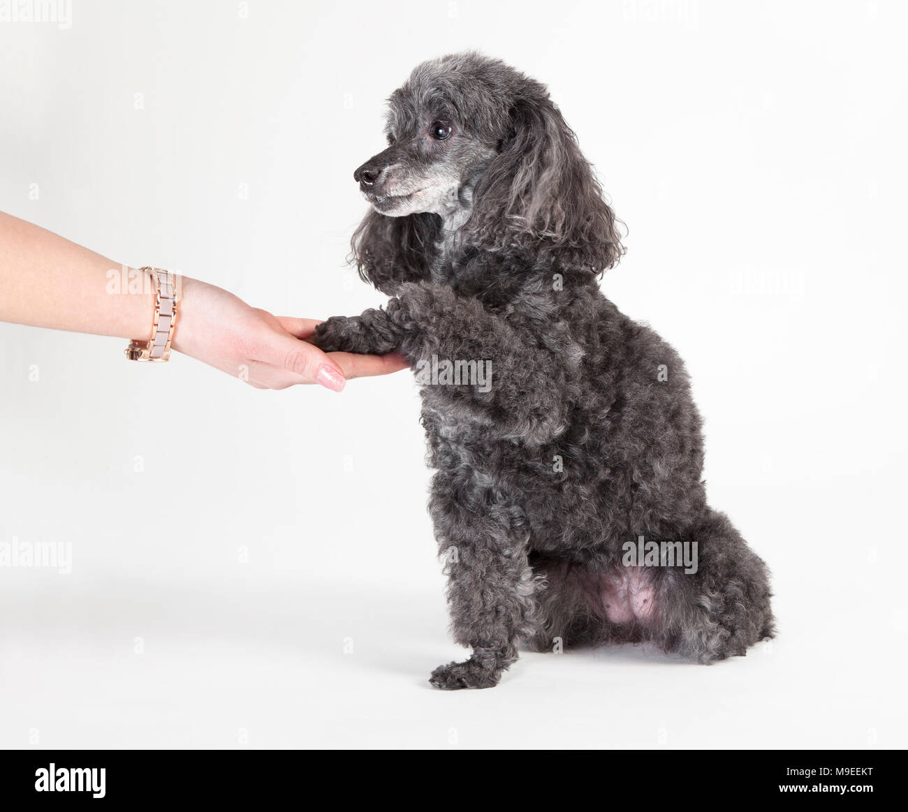 a gray poodle dog in studio sitting in front of white background Stock ...
