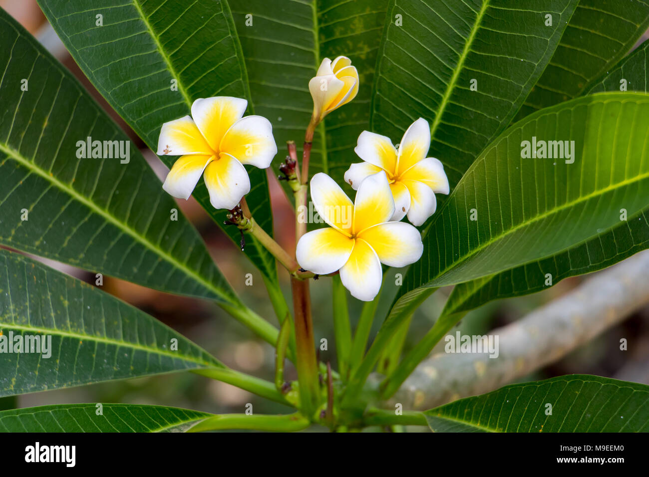 Close-up view of Plumeria flower on tree in tropical garden, Thailand ...