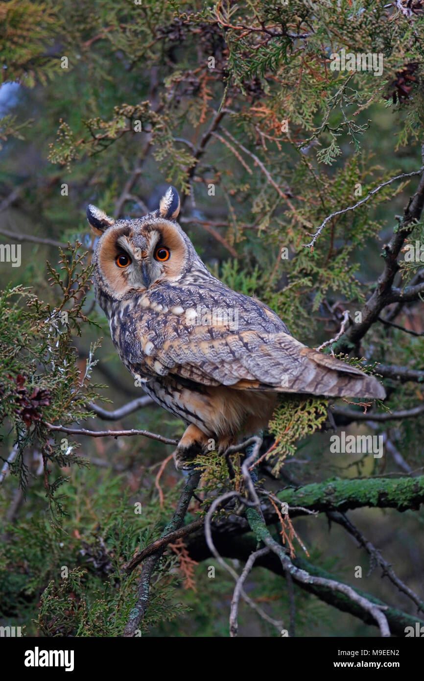Long eared owls roost hi-res stock photography and images - Alamy