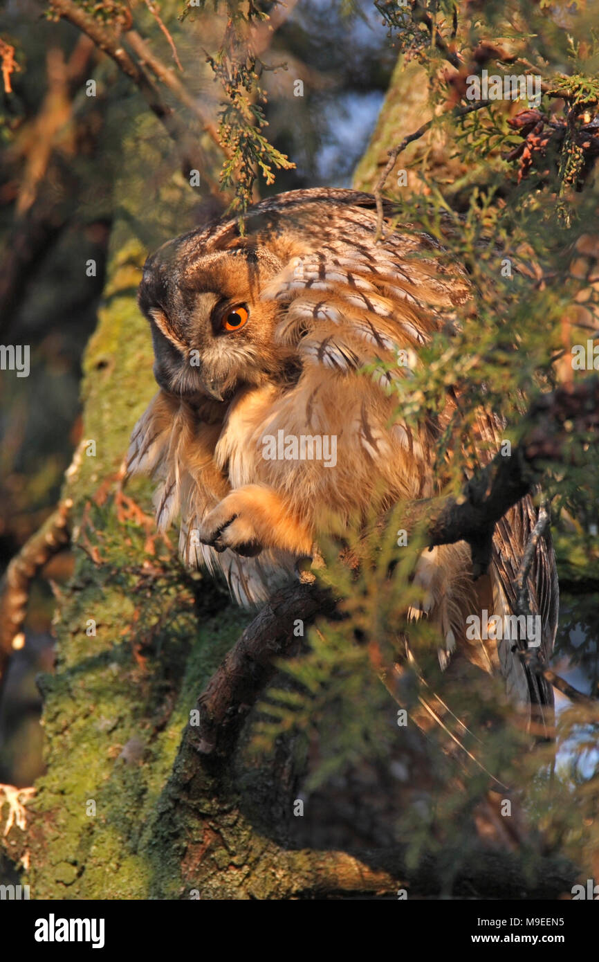 Long eared owls hi-res stock photography and images - Alamy