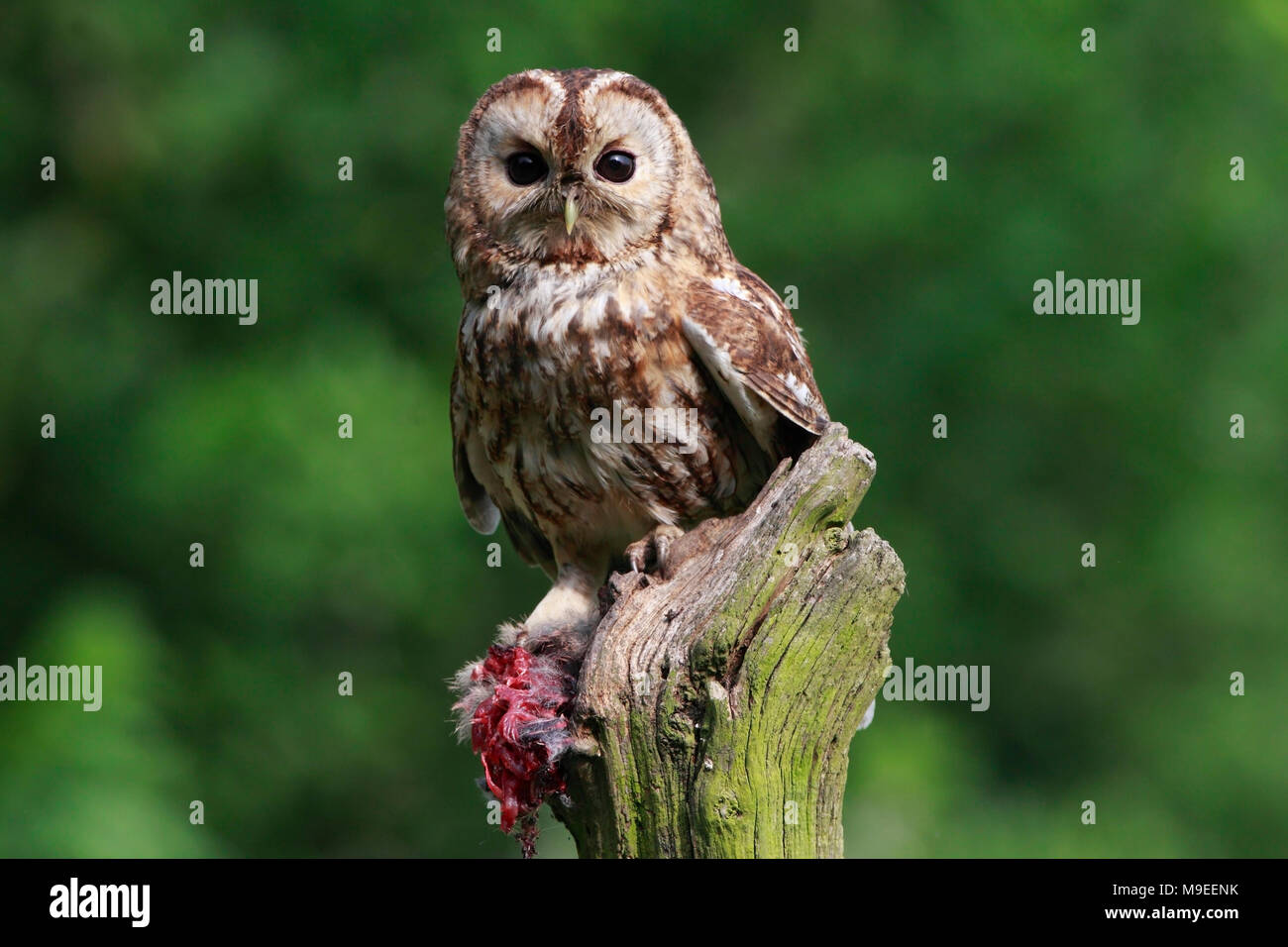 TAWNY OWL (Strix aluco) feeding on rabbit Stock Photo - Alamy