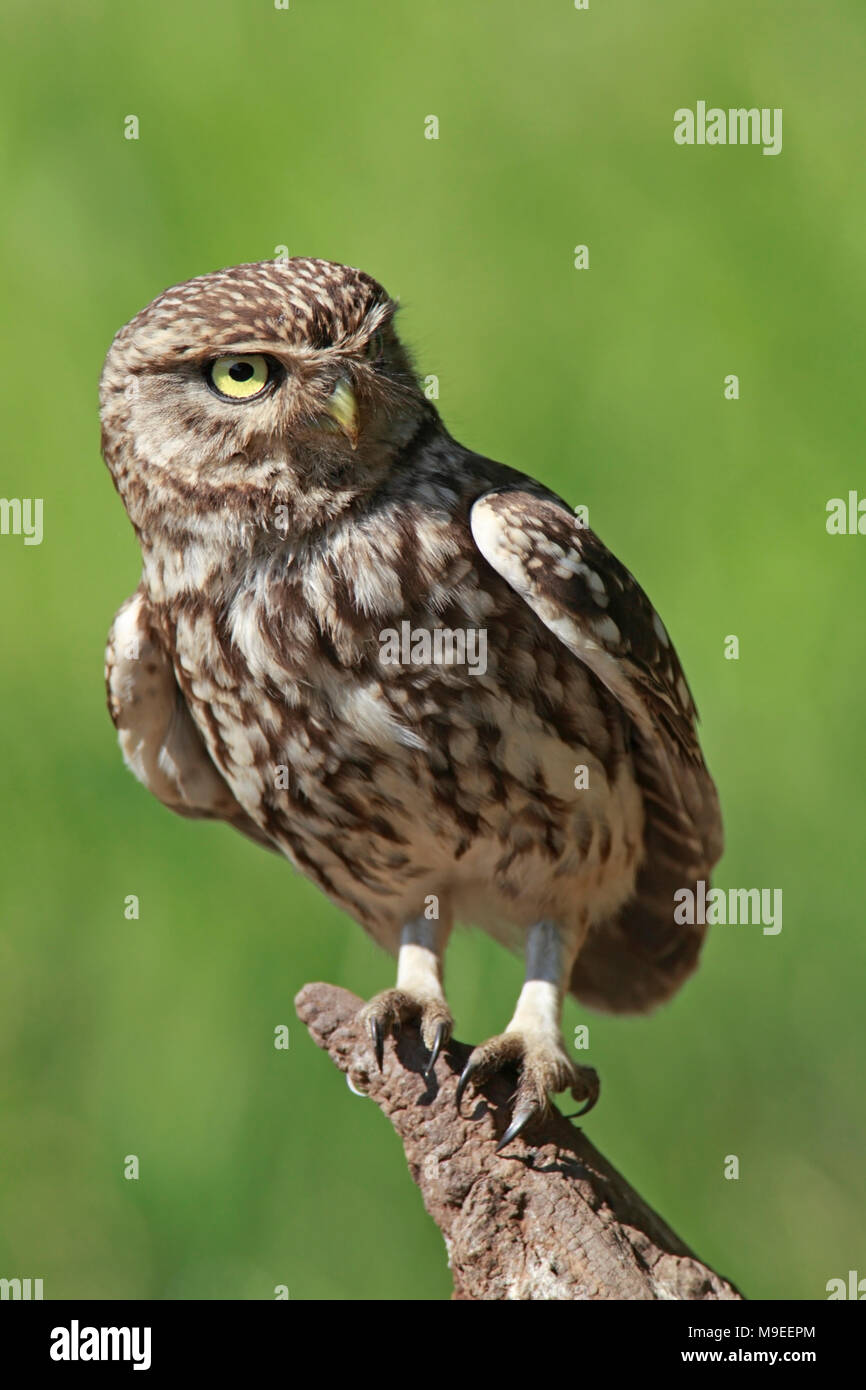 Little owl uk hi-res stock photography and images - Alamy