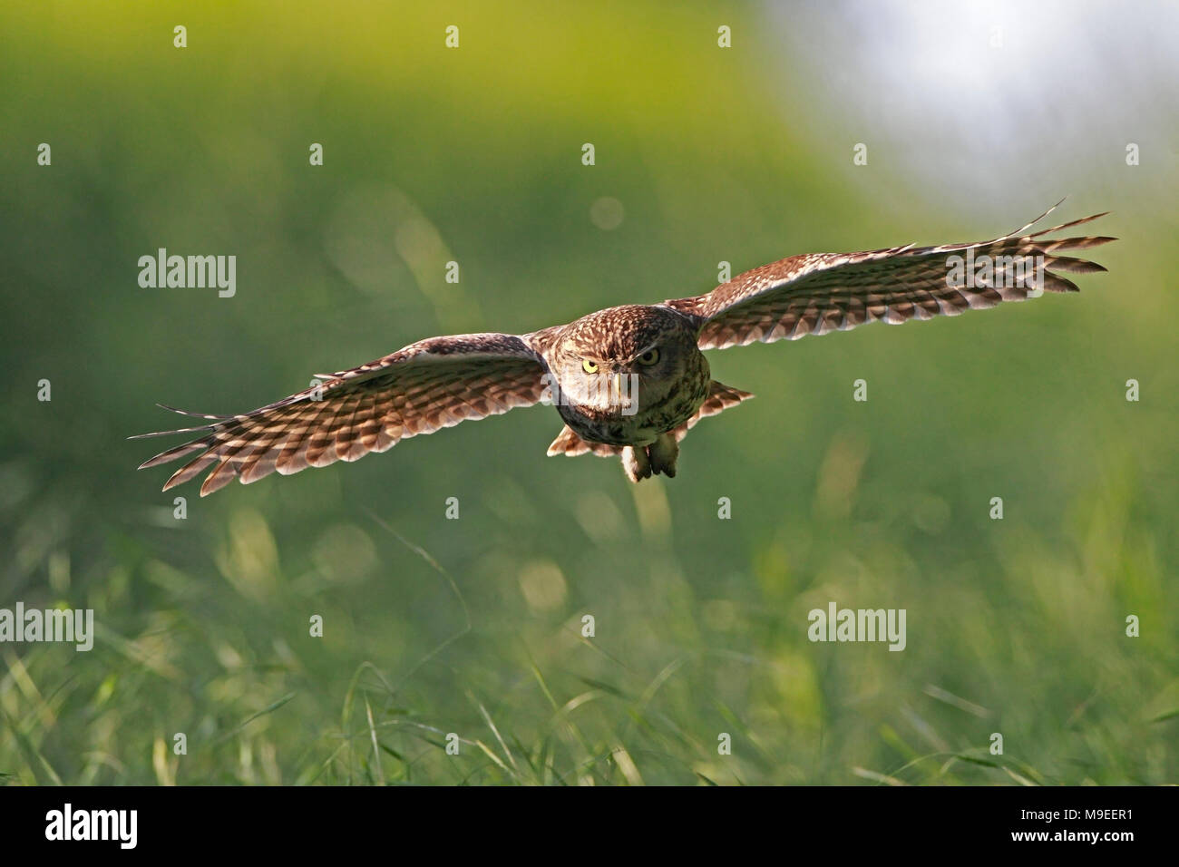 Flying Little Owl High Resolution Stock Photography and Images - Alamy