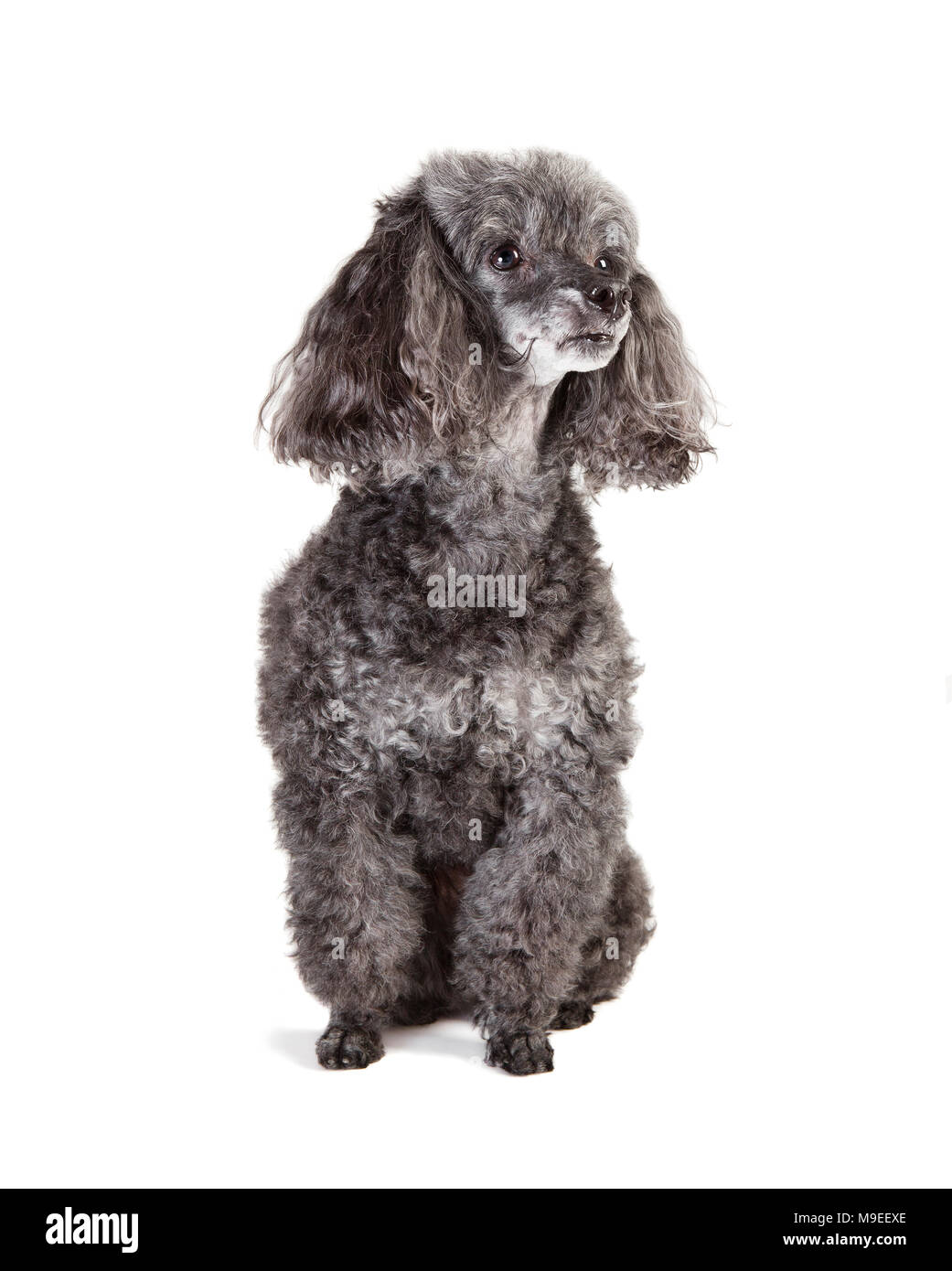 Gray poodle hi-res stock photography and images - Alamy