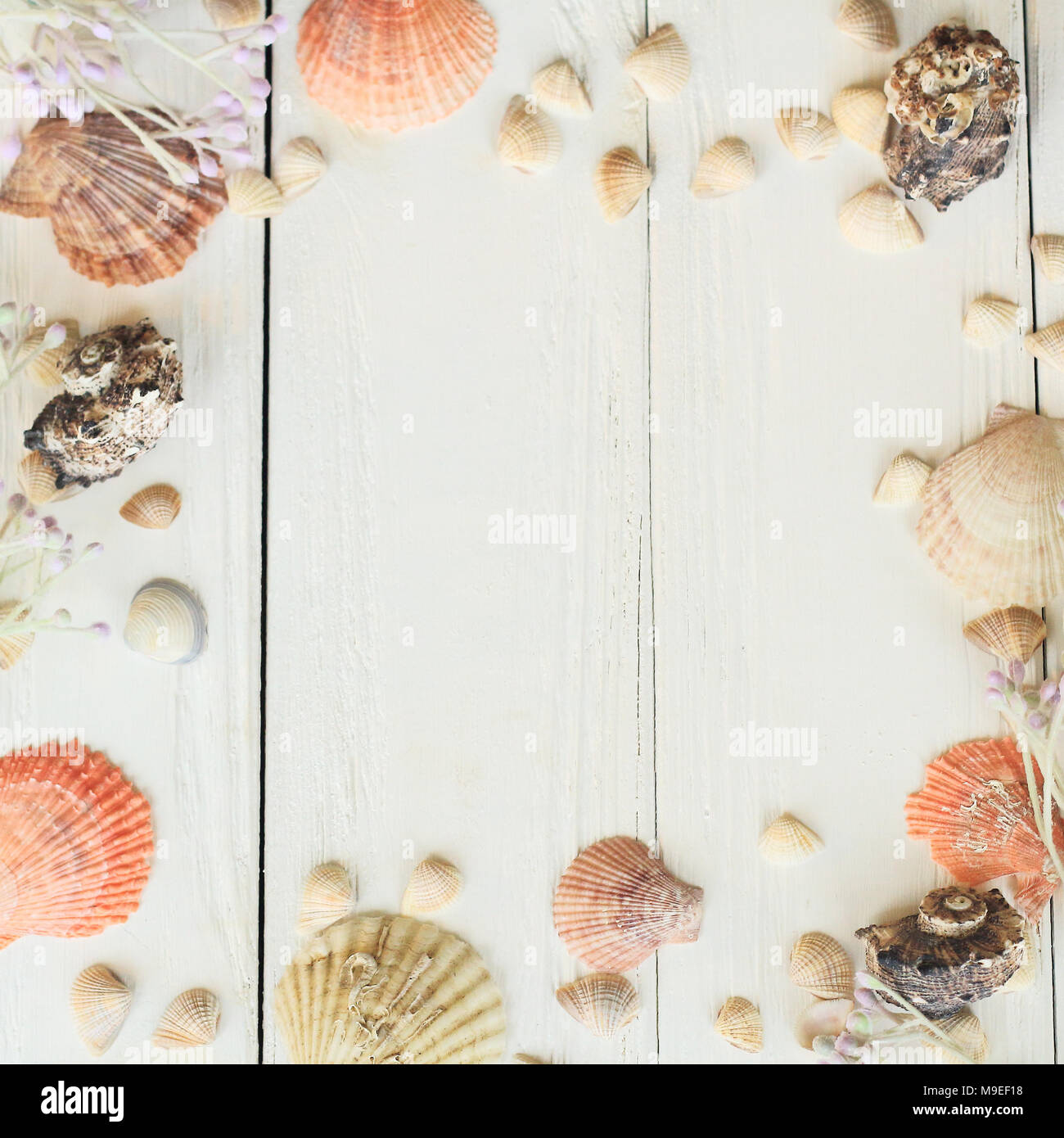 Natural shells on wooden boards. Seaside background concept. place for ...