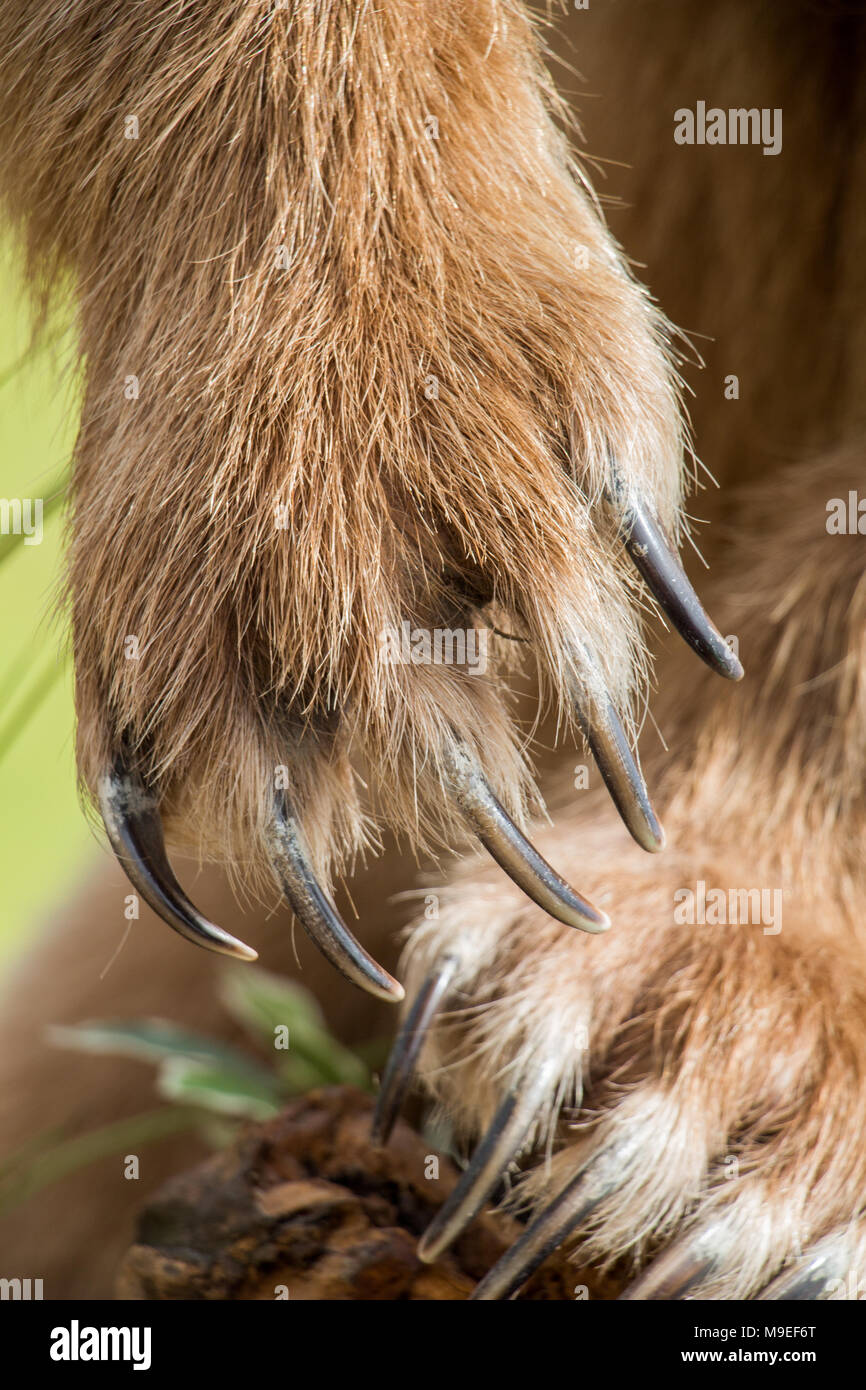 Grizzly bear sharp paws hi-res stock photography and images - Alamy