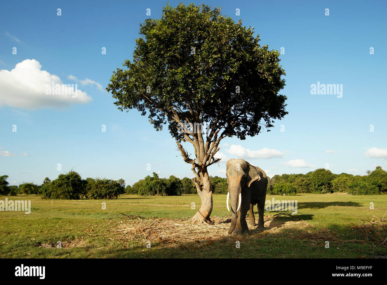 Tied elephant hi-res stock photography and images - Alamy
