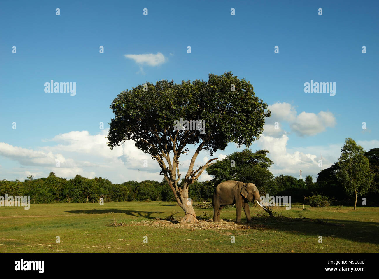 the elephant was tied to a tree Stock Photo - Alamy