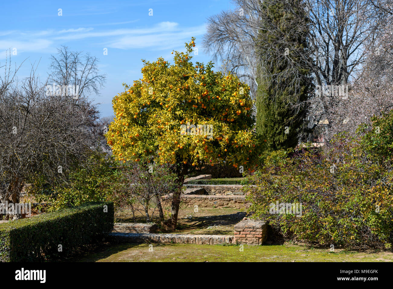 Typical Spanish orange tree in La Alhambra gardens (Granada, Spain ...