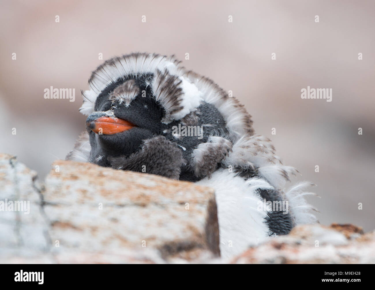 A Gentoo Penguin (Pygoscelis papua) chick in full molt in Antarctica ...
