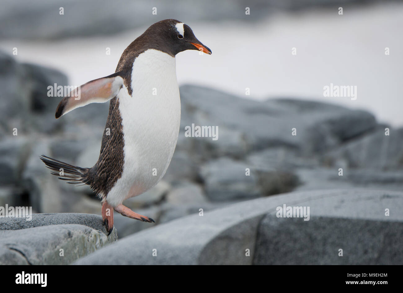 Bird hopping hi-res stock photography and images - Alamy