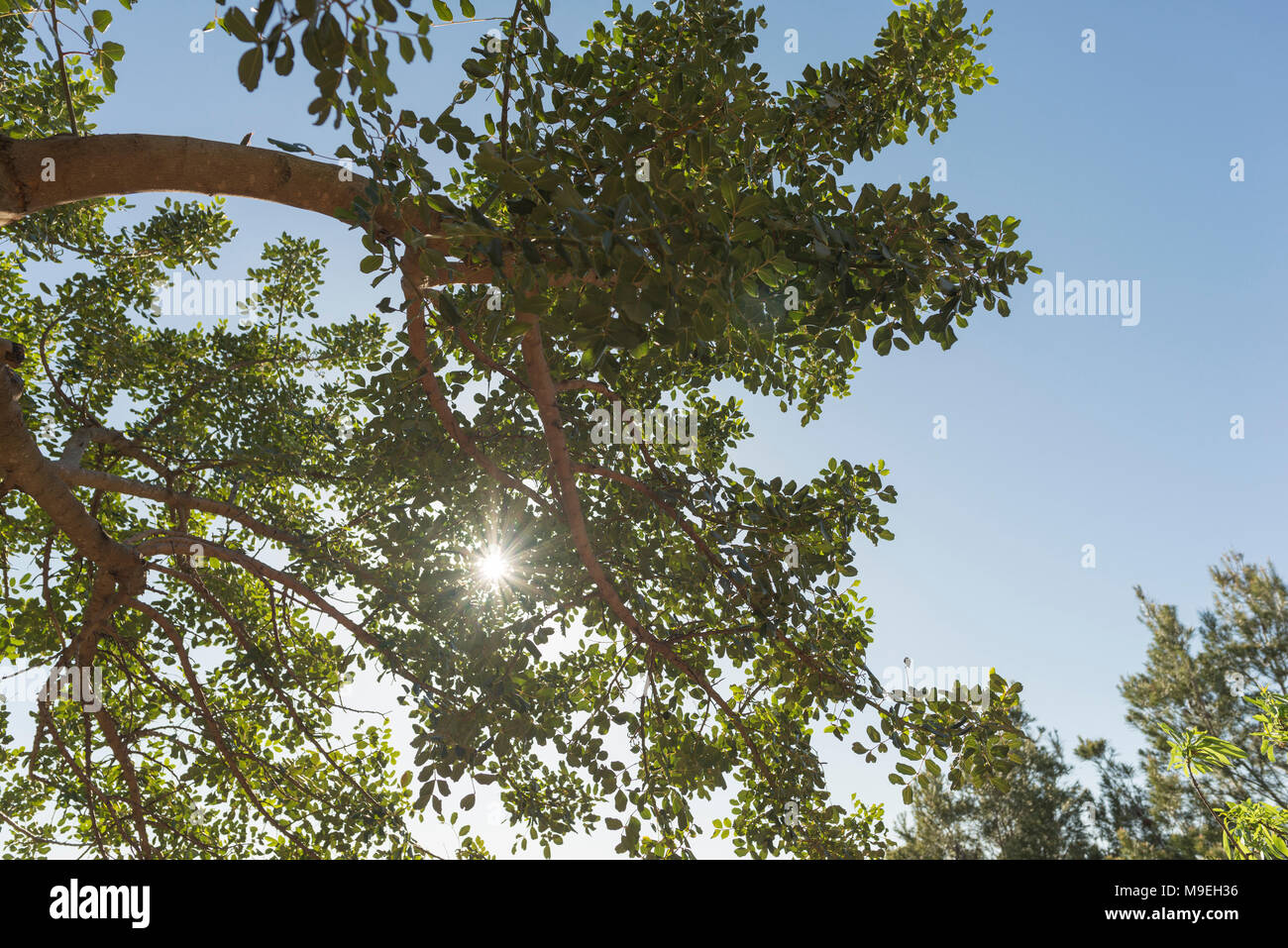 Branches of tree under the sun of the day Stock Photo - Alamy