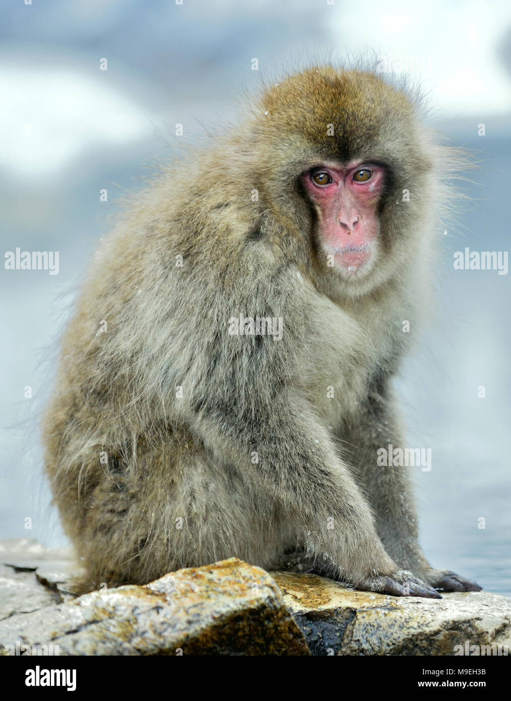 Snow monkey on the snow. Winter season. The Japanese macaque ...
