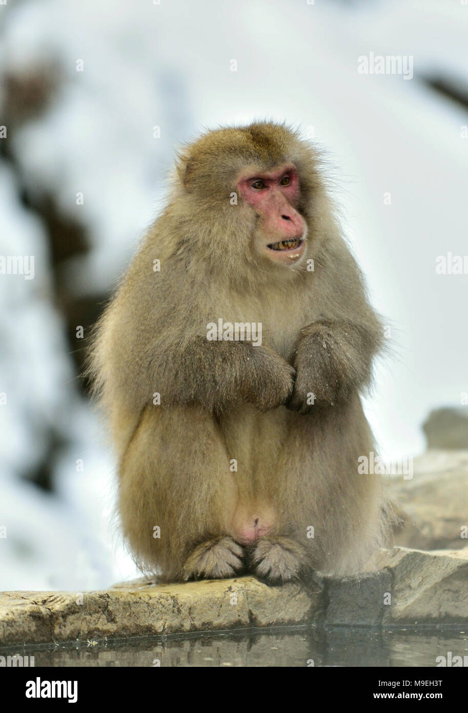 Snow monkey on the snow. Winter season. The Japanese macaque ...