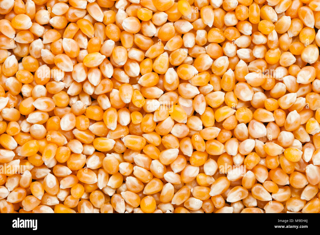 Raw golden sweet corn popcorn grain seeds texture background Stock ...