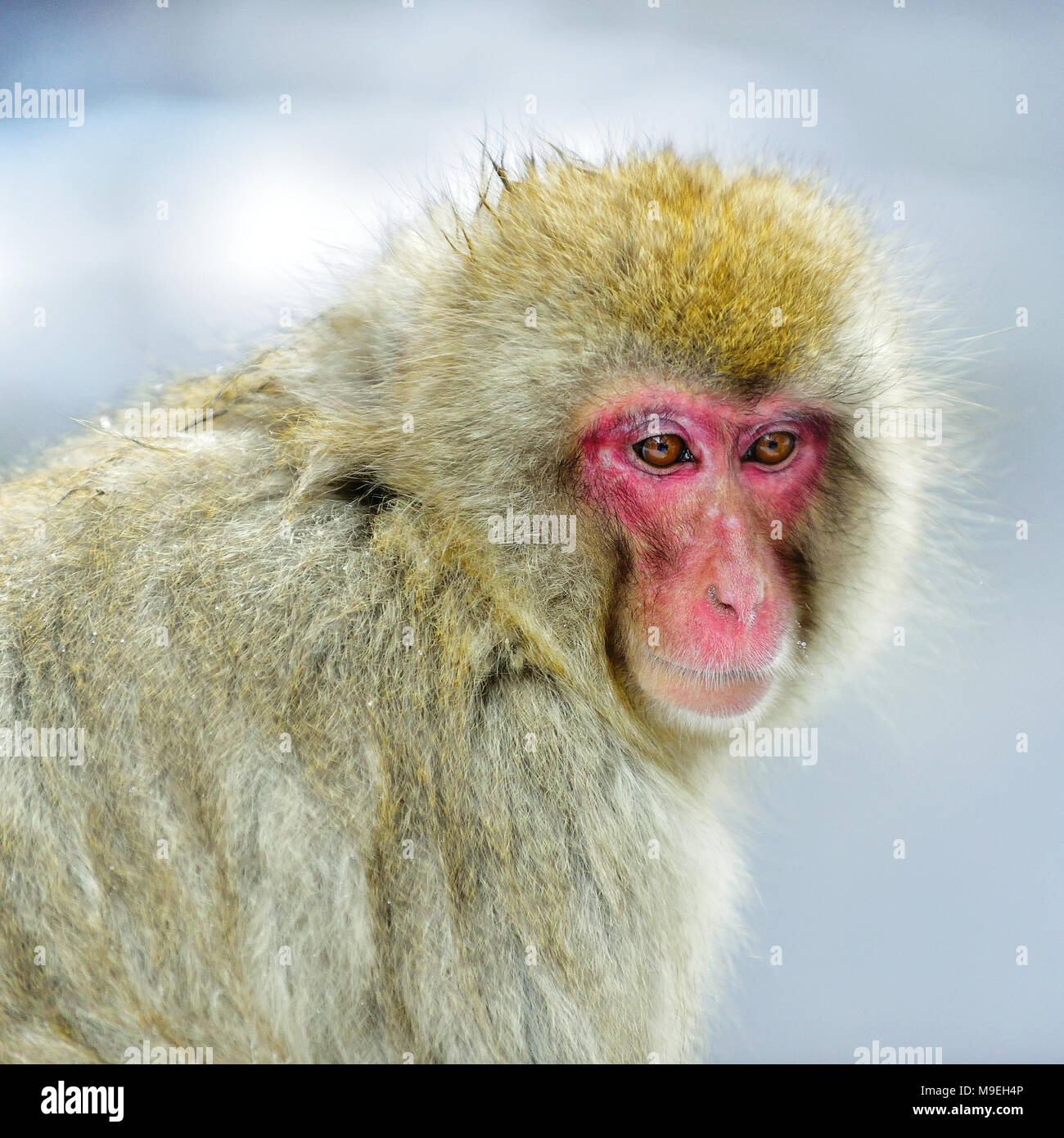 Snow monkey on the snow. Winter season. The Japanese macaque ...