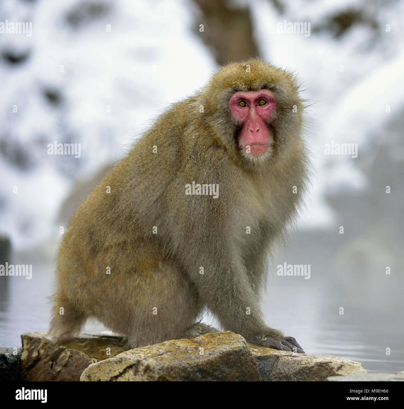 Snow monkey on the snow. Winter season. The Japanese macaque ...