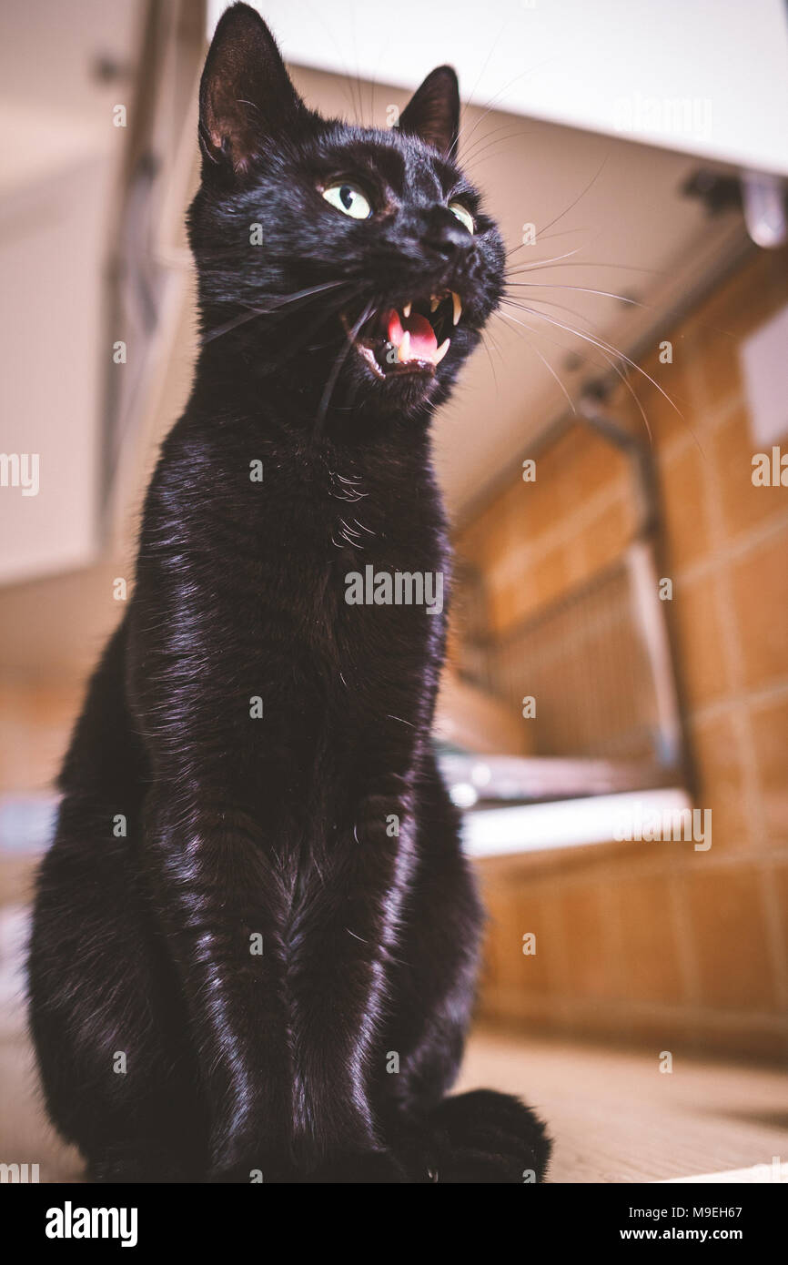 A black cat sitting on kitchen worktop and meowing Stock Photo - Alamy