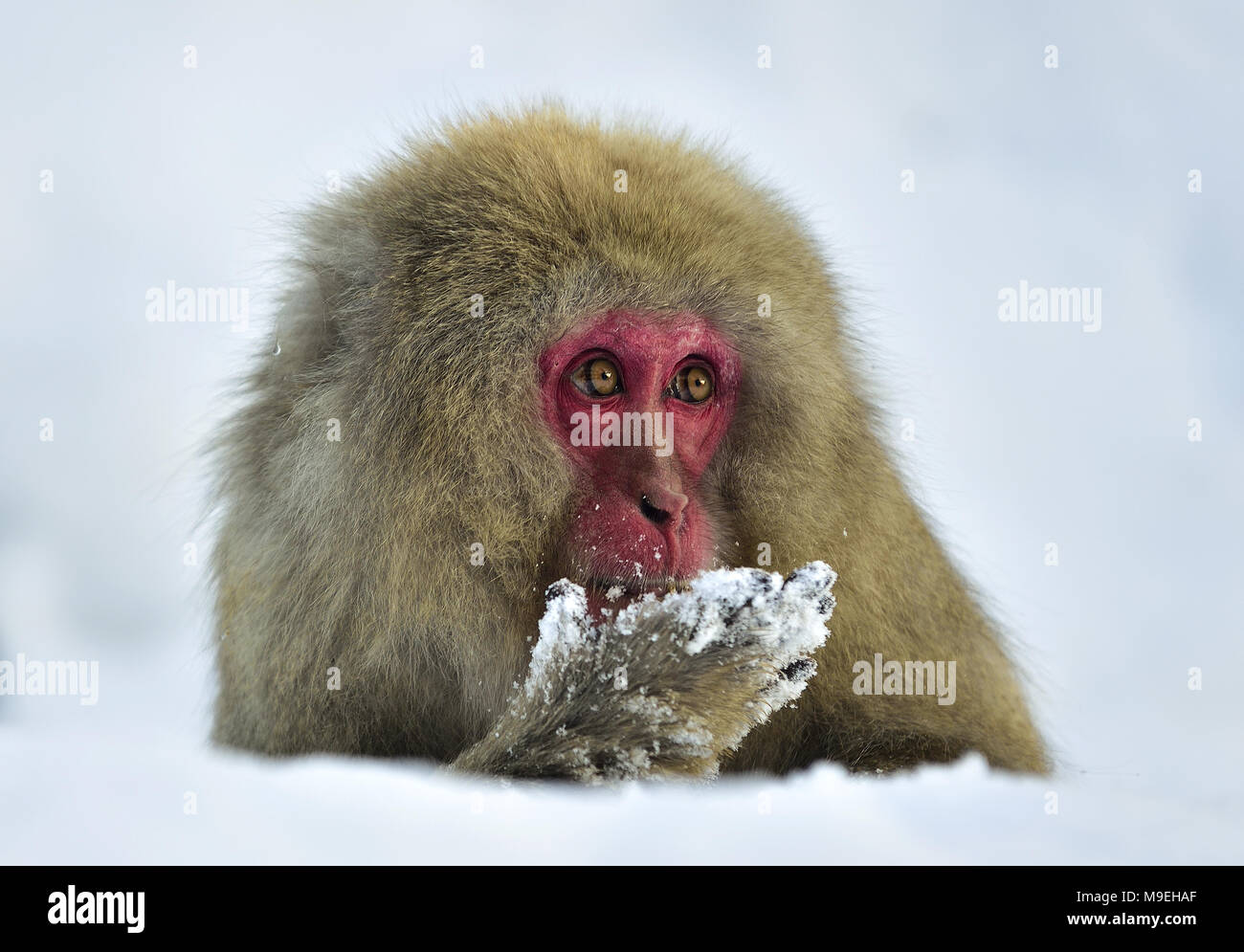 Snow monkey on the snow. Winter season. The Japanese macaque ...