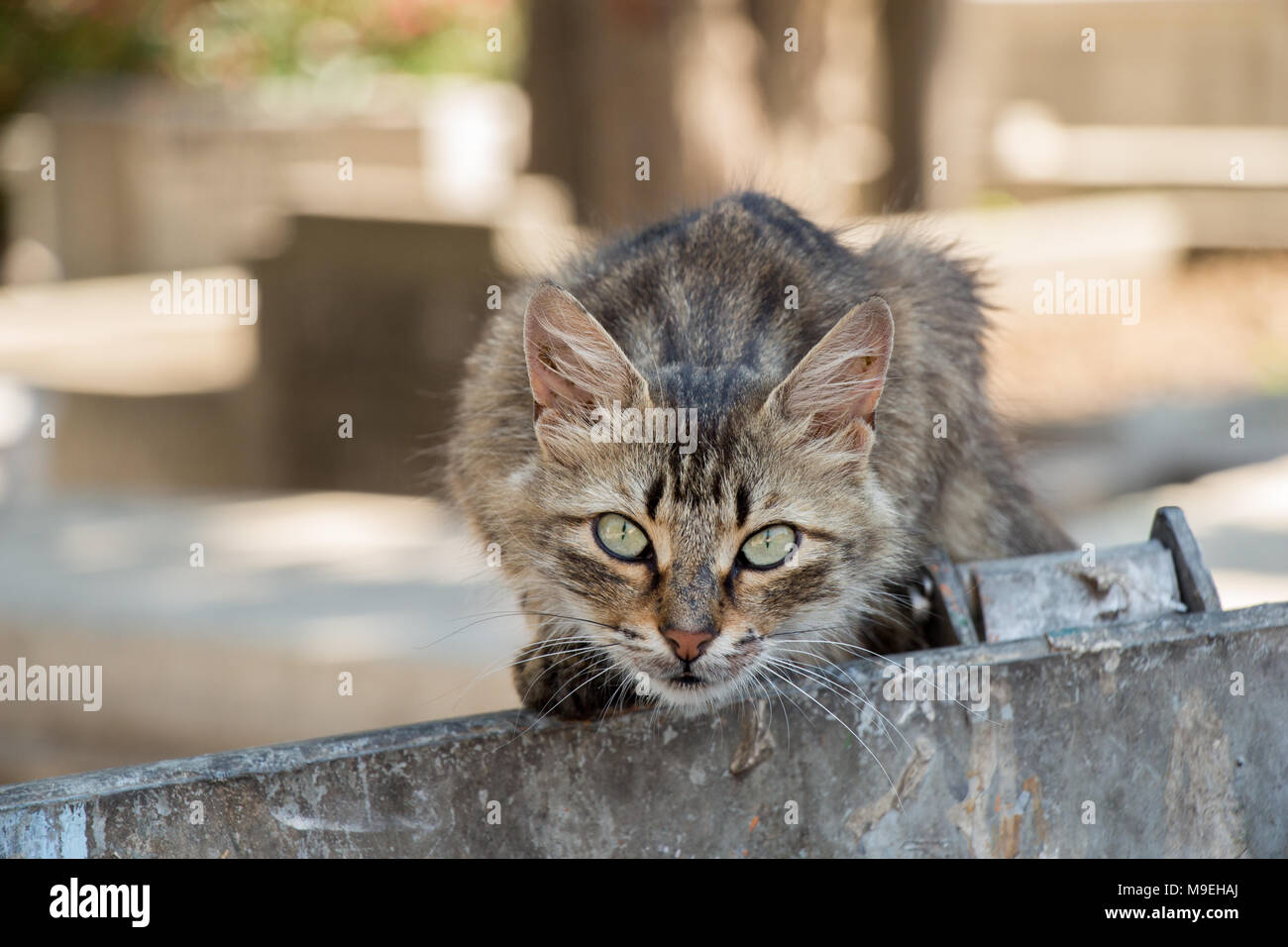 Stray cat seen in the street of the city Stock Photo - Alamy