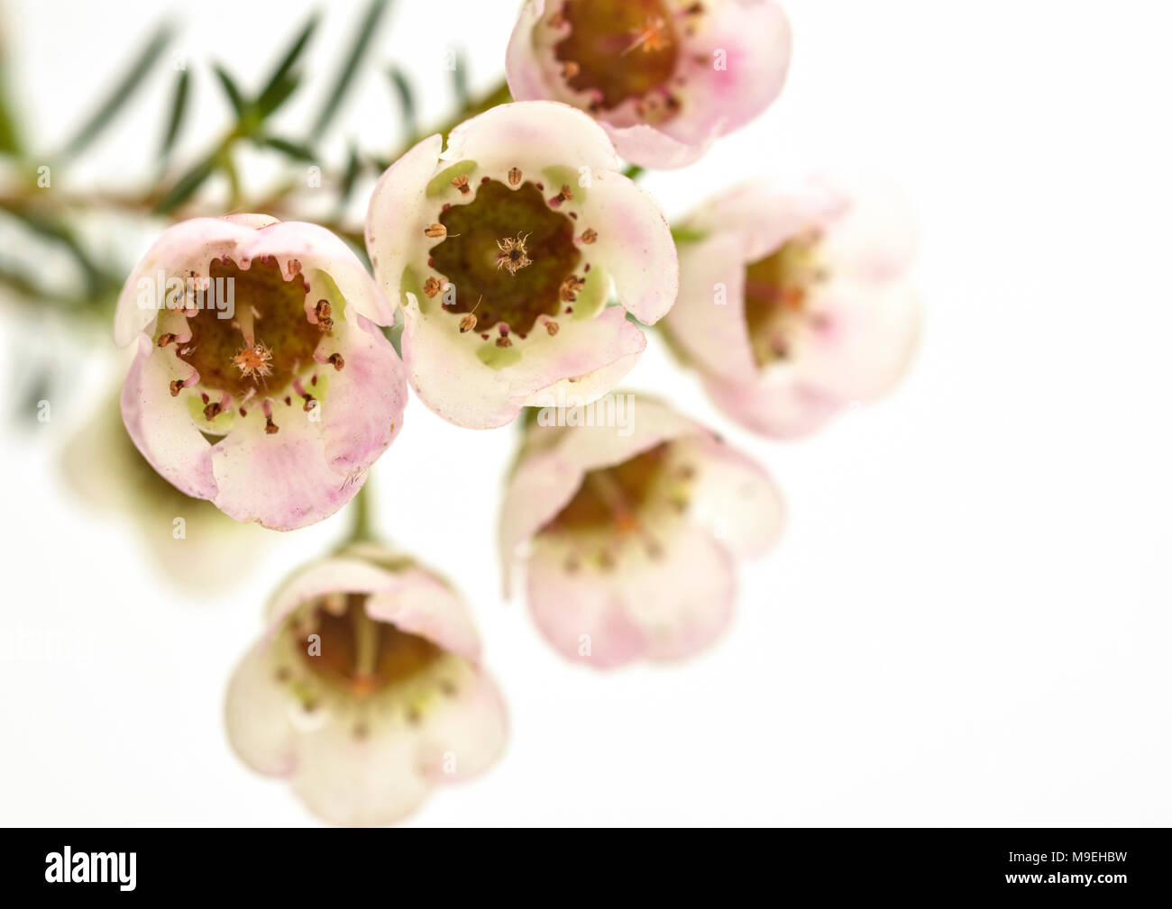 Chamelaucium High Resolution Stock Photography and Images - Alamy