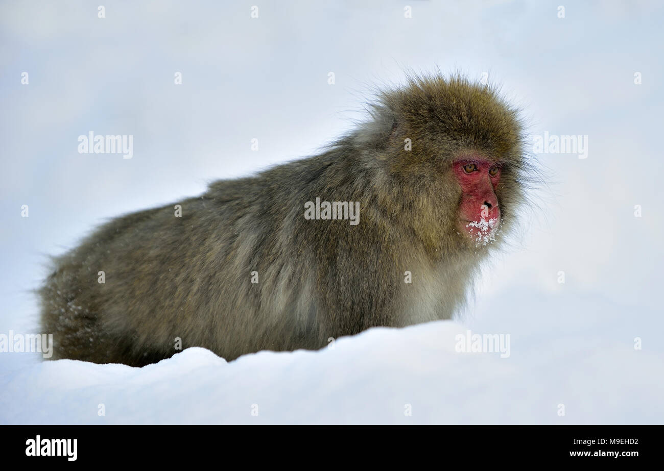 Snow monkey on the snow. Winter season. The Japanese macaque ...