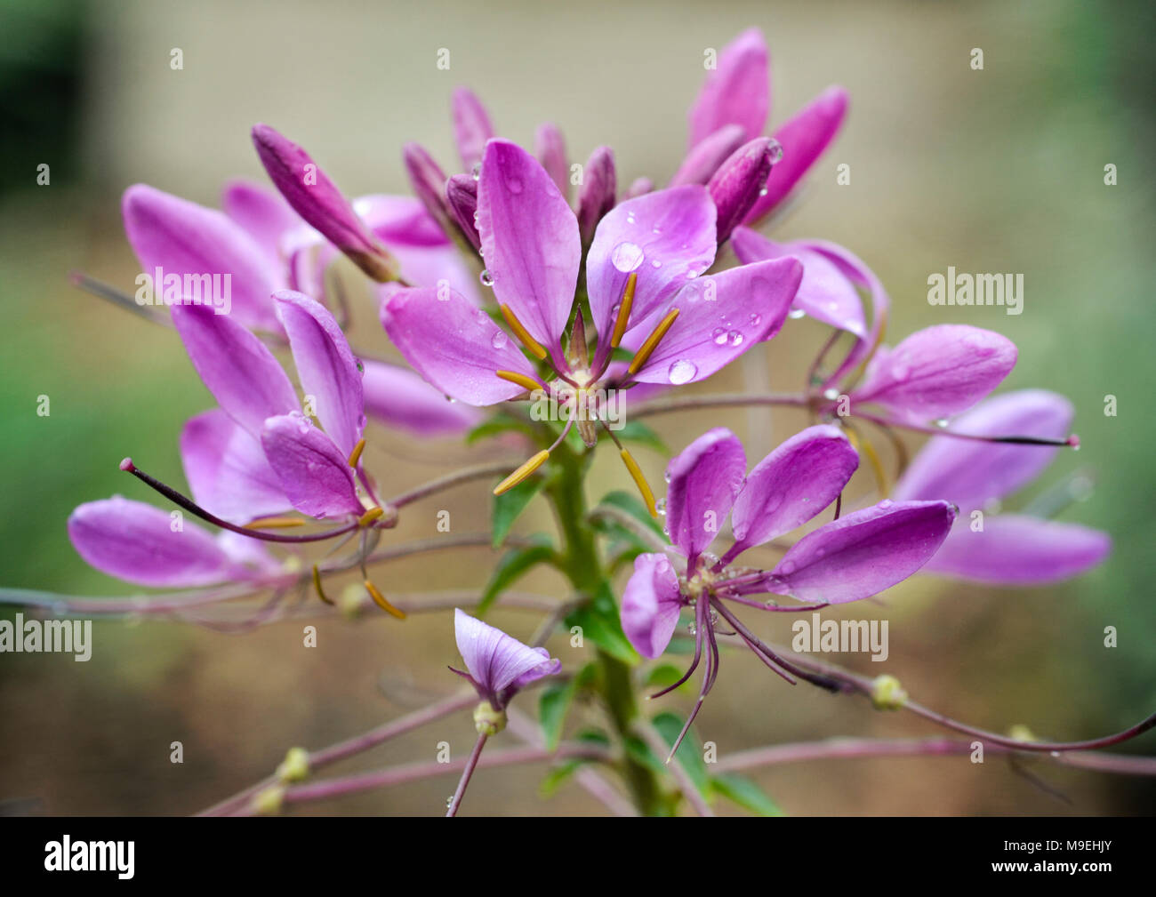 Purple cleome plant hi-res stock photography and images - Alamy
