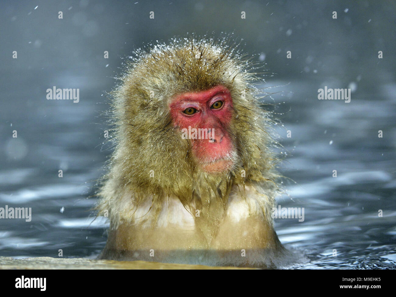 Snow monkey in natural hot spring. The Japanese macaque ( Scientific ...