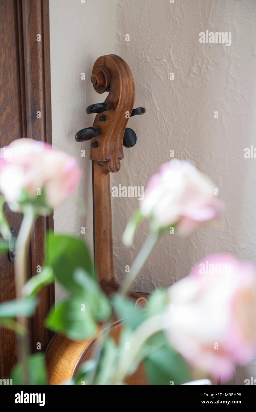 Cello flowers hi-res stock photography and images - Alamy