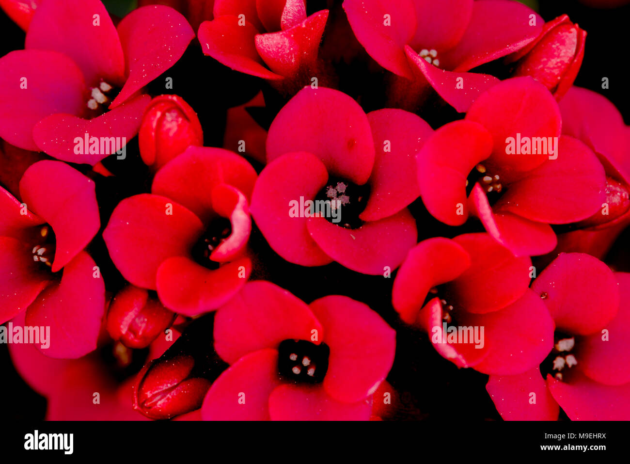 Small flowers of a red color in the garden Stock Photo - Alamy