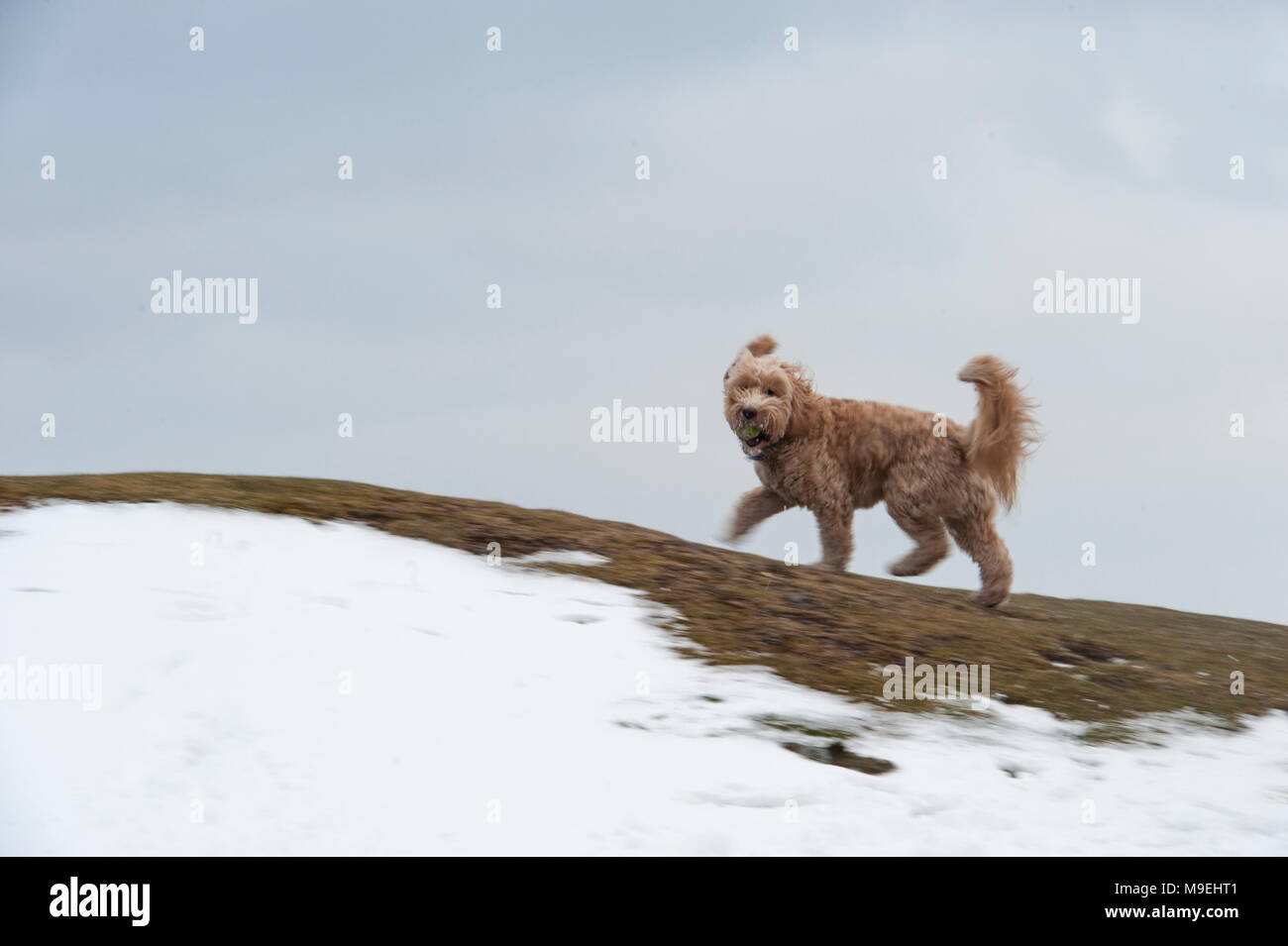 Snowy dog hi-res stock photography and images - Alamy