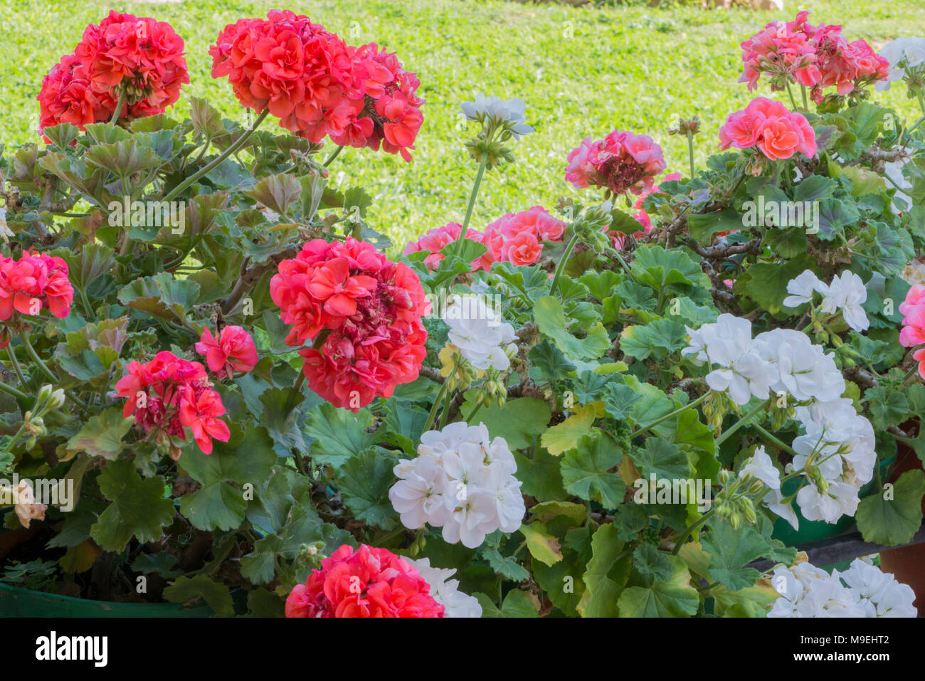 Macro photography of a geranium of a white and red color Stock Photo ...