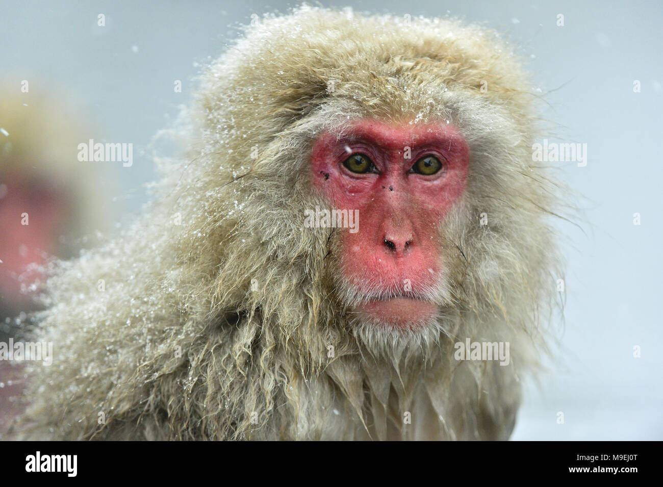 Snow monkey on the snow. Winter season. The Japanese macaque ...