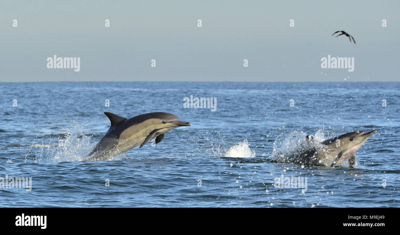 Dolphins, swimming in the ocean. Dolphins swim and jumping from the ...