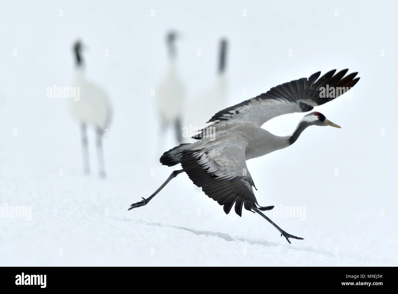 Running Crane on the snow. Winter season. The common crane (Scientific ...