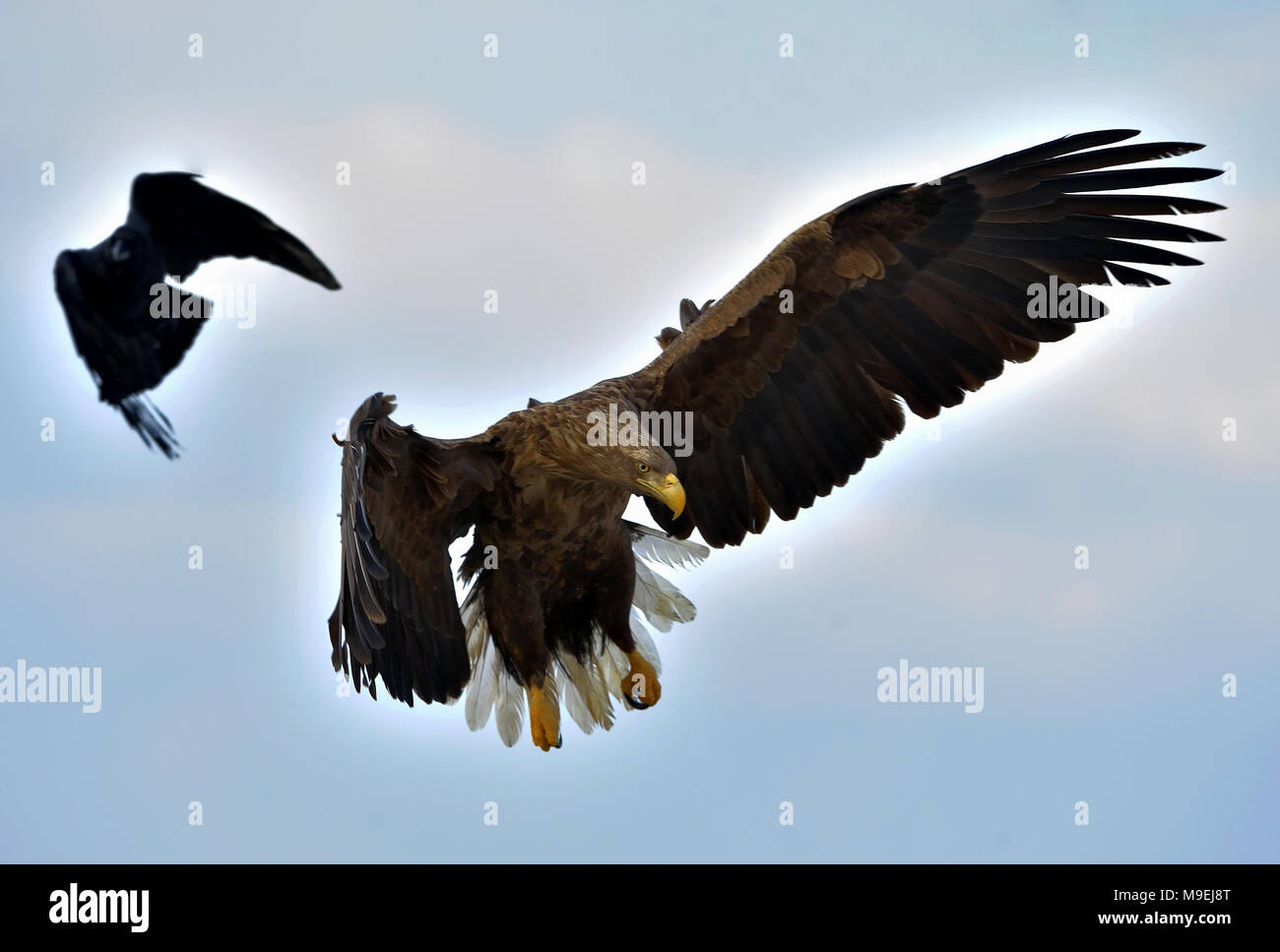 Adult White-tailed eagle in flight. Blue sky background. Scientific ...