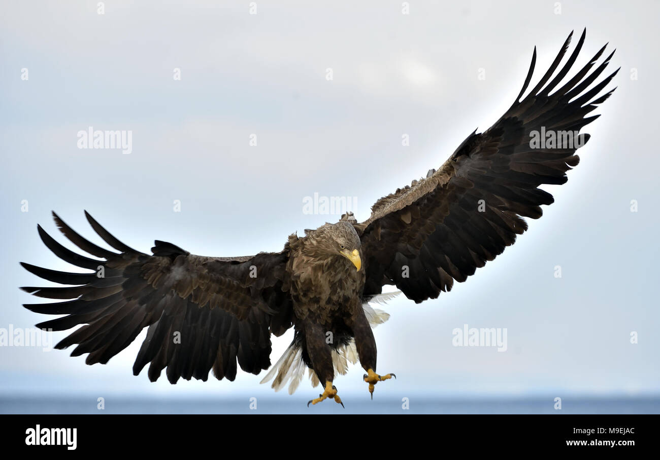 Adult White-tailed eagle in flight. Blue sky background. Scientific ...