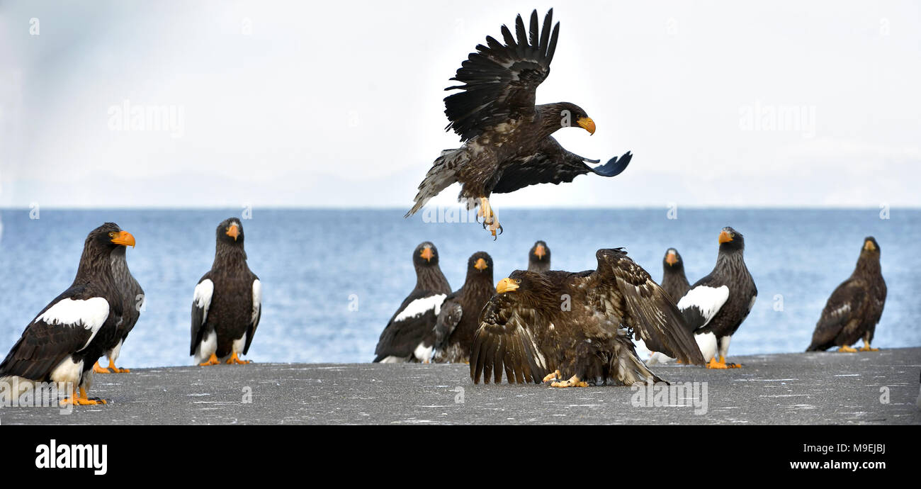 Adult White-tailed eagle landed. Blue sky background. Scientific name ...