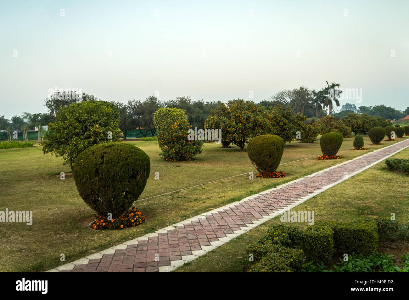 Orange tree in the park near Lotus temple in New Delhi, India. The ...