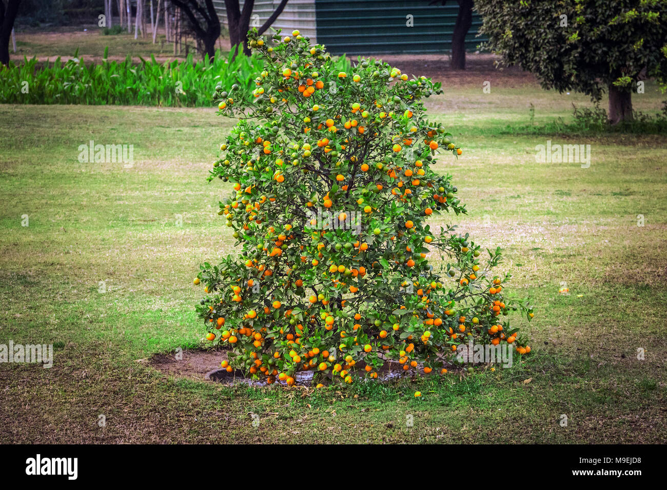 Mature clementines. A clementine is a hybrid between a mandarin and a ...