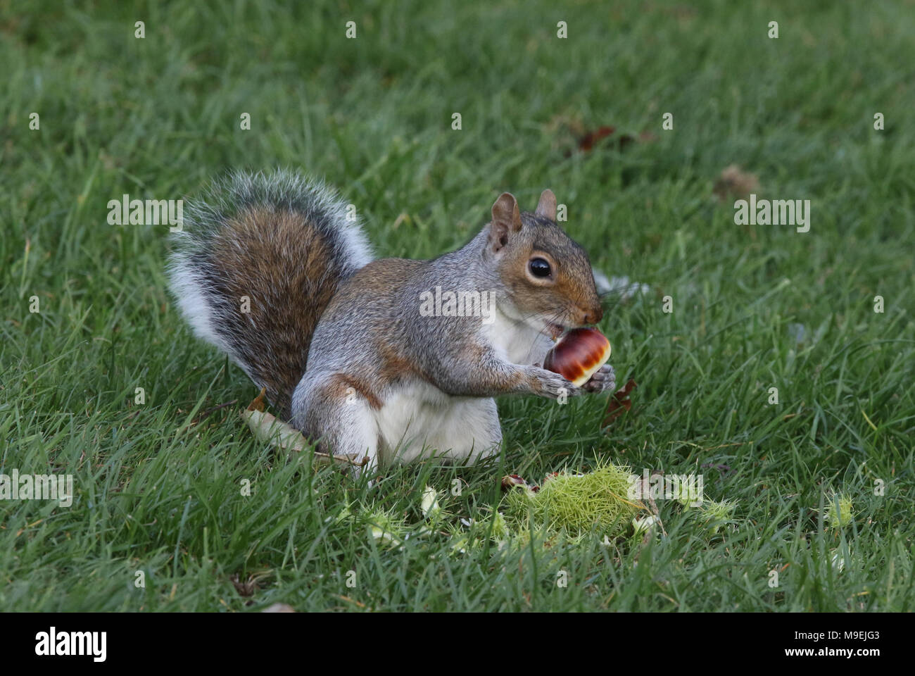 Squirrel eating chestnut hi-res stock photography and images - Alamy